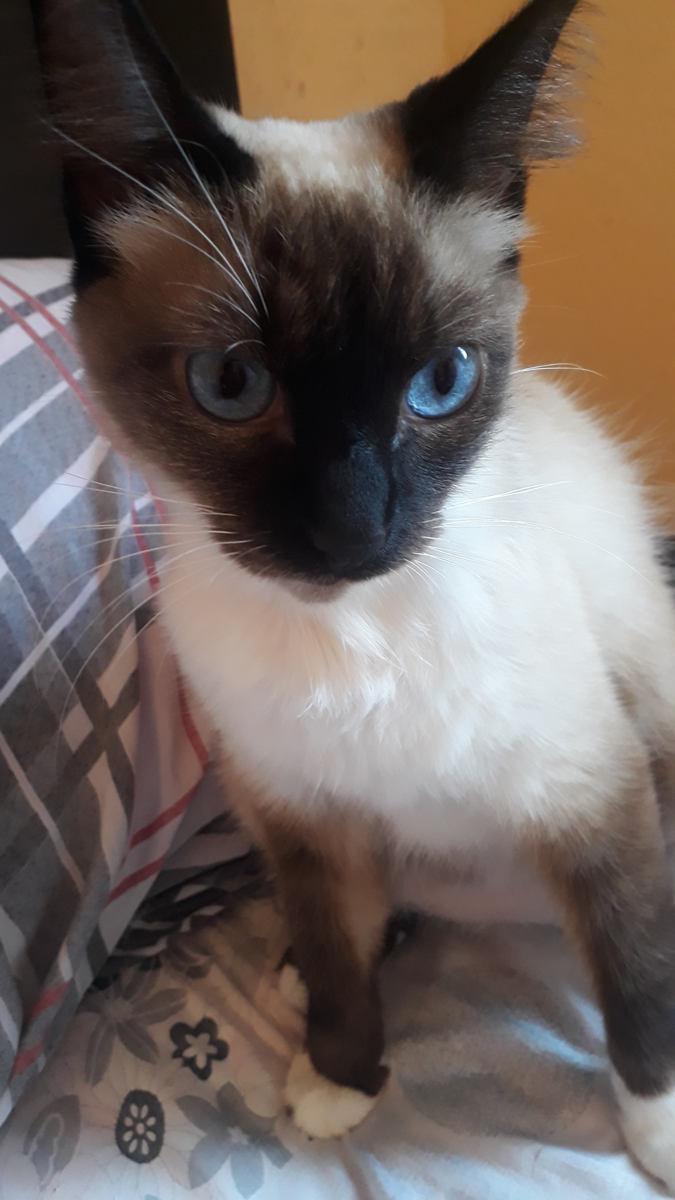 Hyperion - The Best Undetected CSGO Cheat